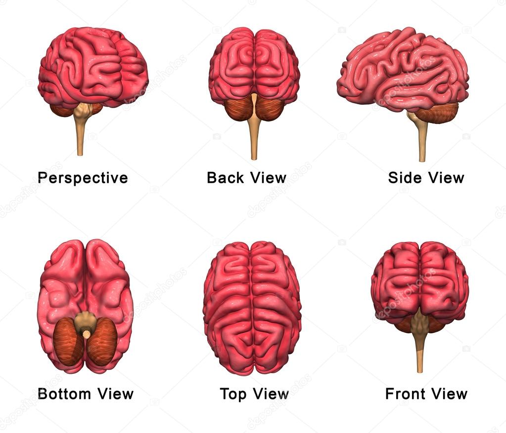 Human Brain collection Stock Photo by ©sciencepics 67959527