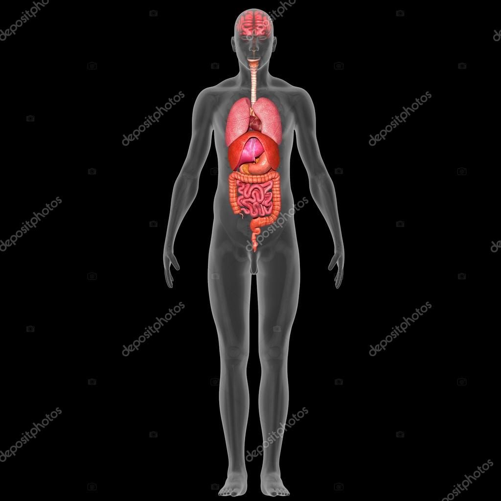 Human Anatomy — Stock Photo © sciencepics #67959787