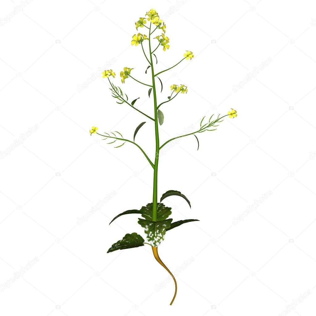 Mustard Plant Stock Photo by ©sciencepics 67959951
