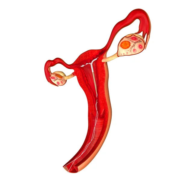 Intrauterin Stock Photos, Royalty Free Intrauterin Images | Depositphotos