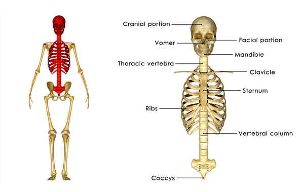 Skeleton of thorax anatomy Stock Photo by ©sciencepics 72991849