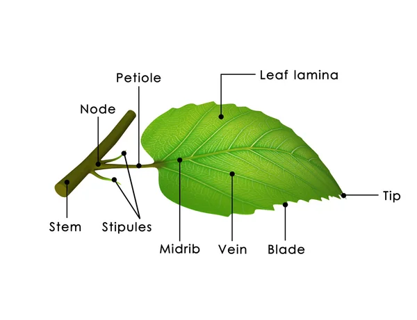 Structure Of A Leaf