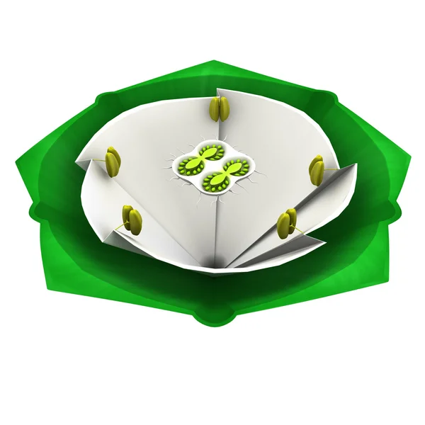 Allium merosity on white Stock Photo by ©sciencepics 67678591