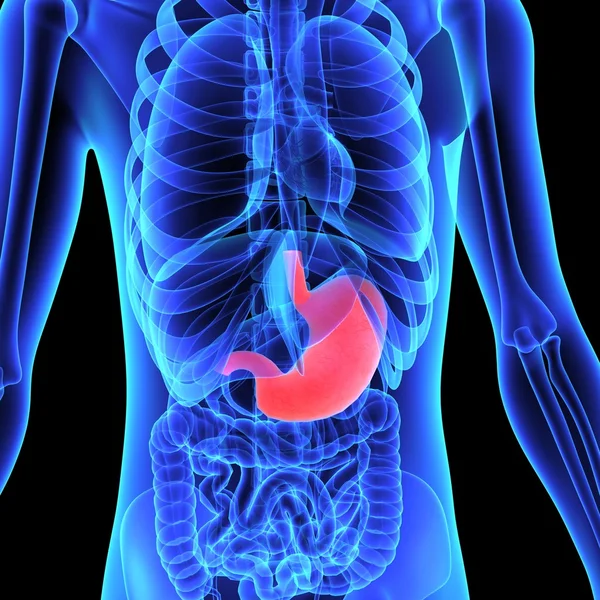 ᐈ Stomach stock pictures, Royalty Free stomach anatomy photos ...