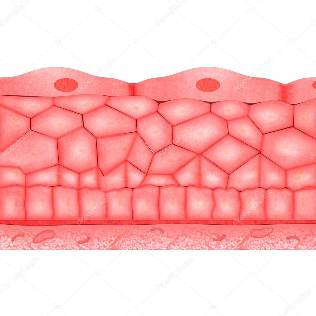 Compound epithelium — Stock Photo © sciencepics #72991959