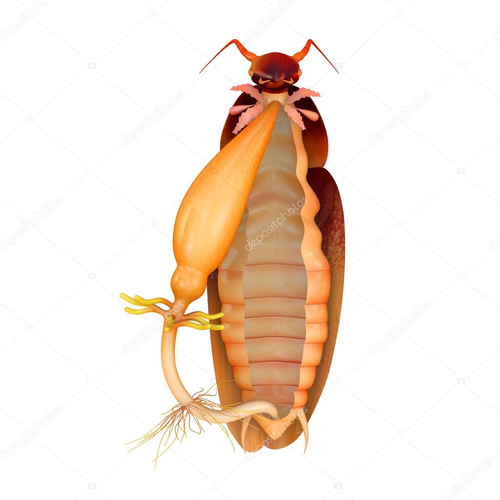 Cockroach digestive system — Stock Photo © sciencepics #72992363