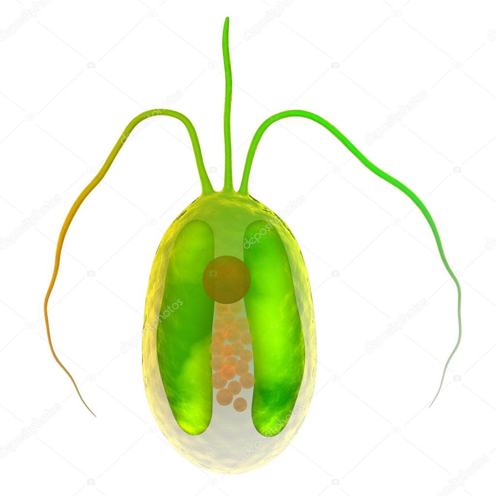Chrysophyta, eukaryote, algae Stock Photo by ©sciencepics 72992609