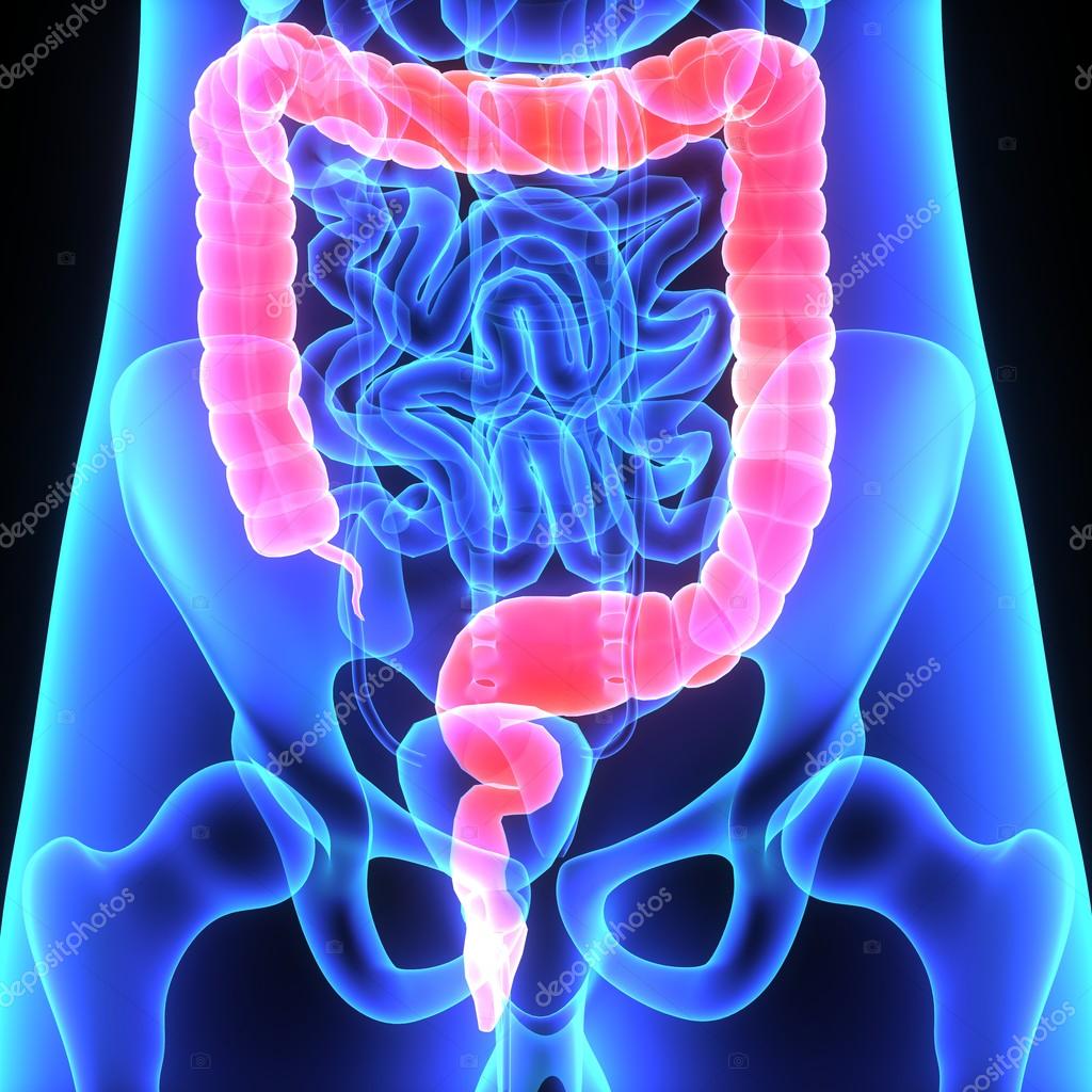 Large intestine anatomy — Stock Photo © sciencepics #72993585