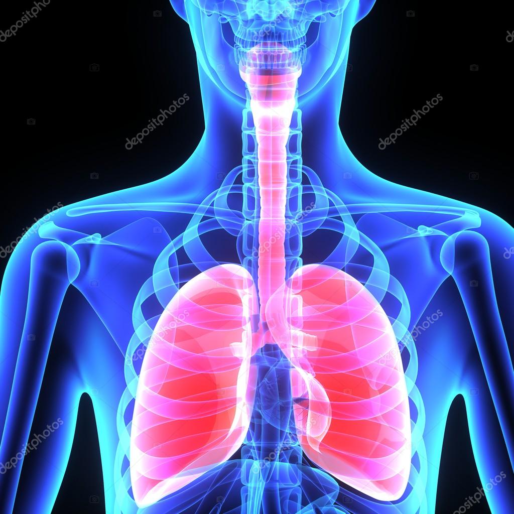 Pulmones humanos: fotografía de stock © sciencepics #72993587 ...
