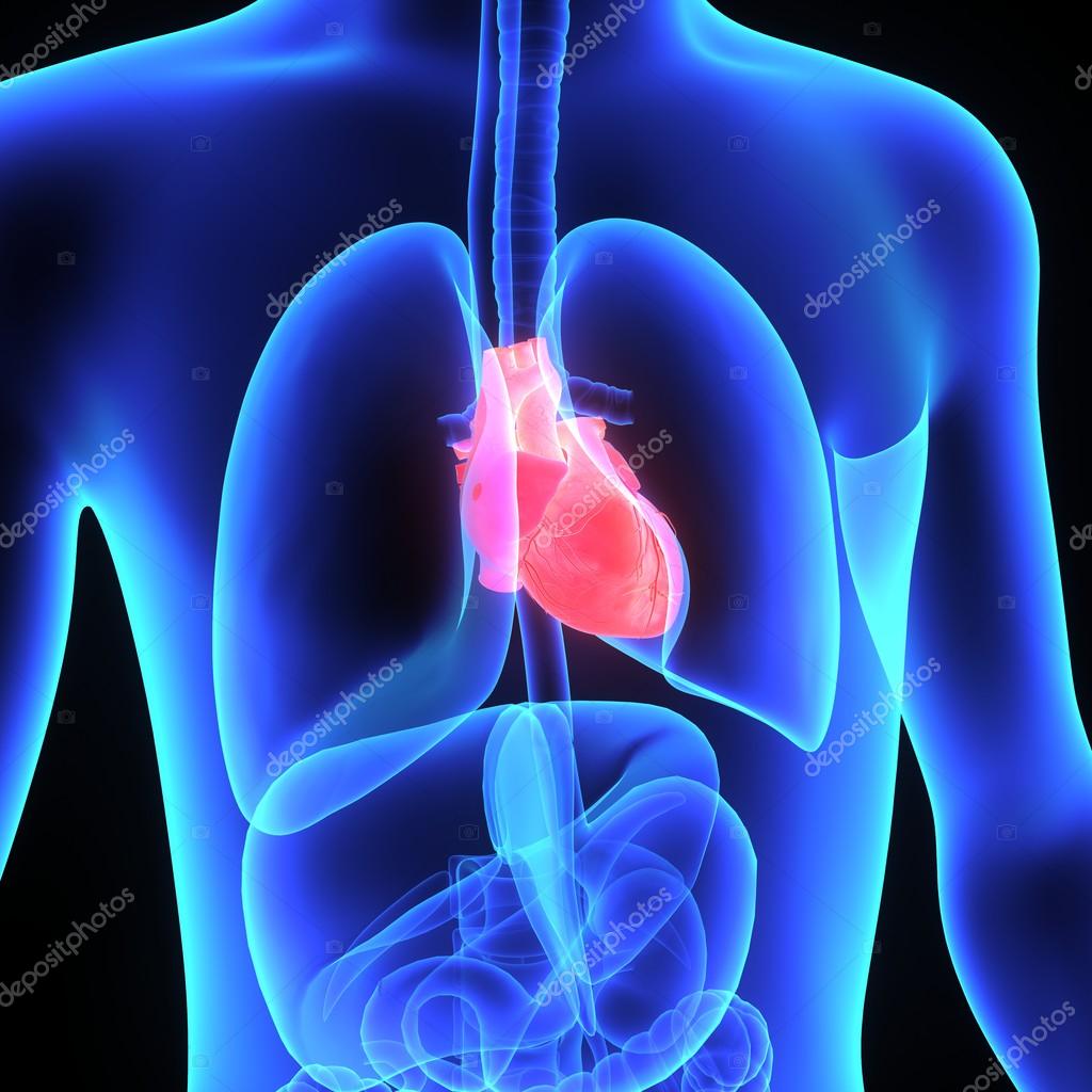 Human Heart — Stock Photo © sciencepics #72995001