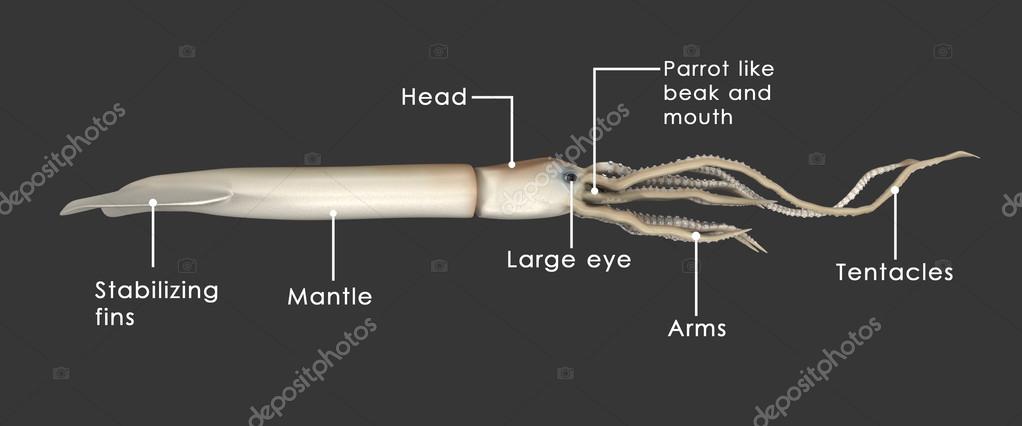 Architeuthis, giant squid Stock Photo by ©sciencepics 72995361