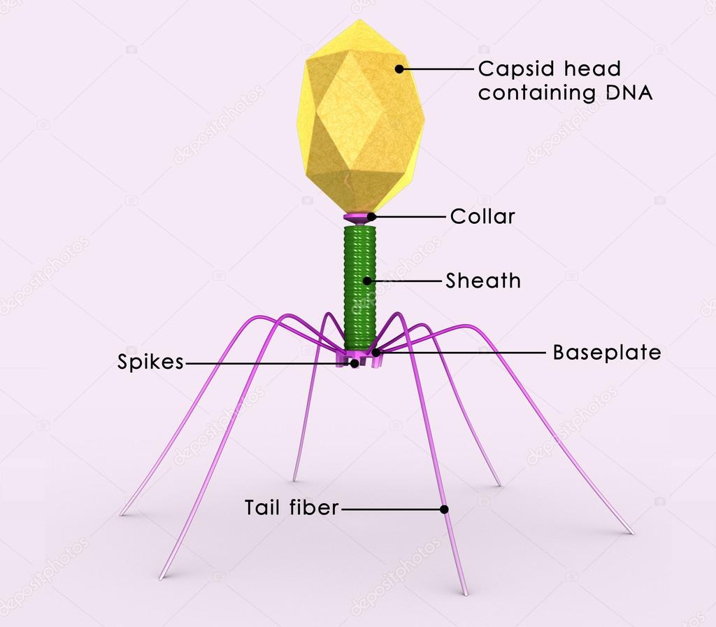 Bacteriophage Diagram Labeled