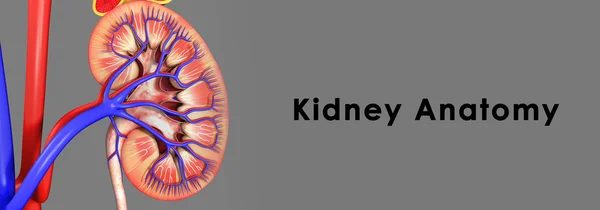 Human Kidney Anatomy Ppt