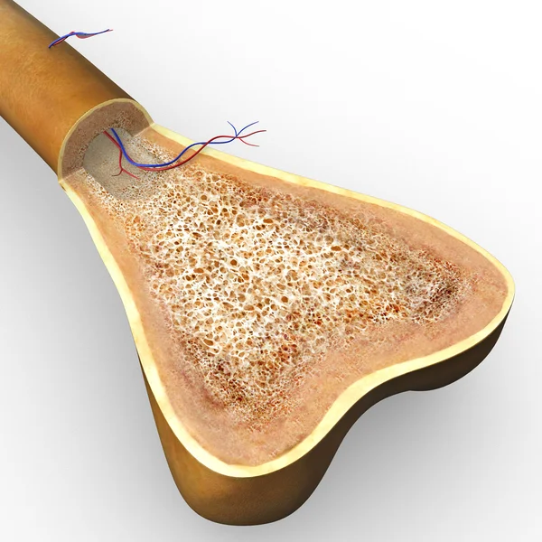 Estructura osea fotos de stock, imágenes de Estructura osea sin ...