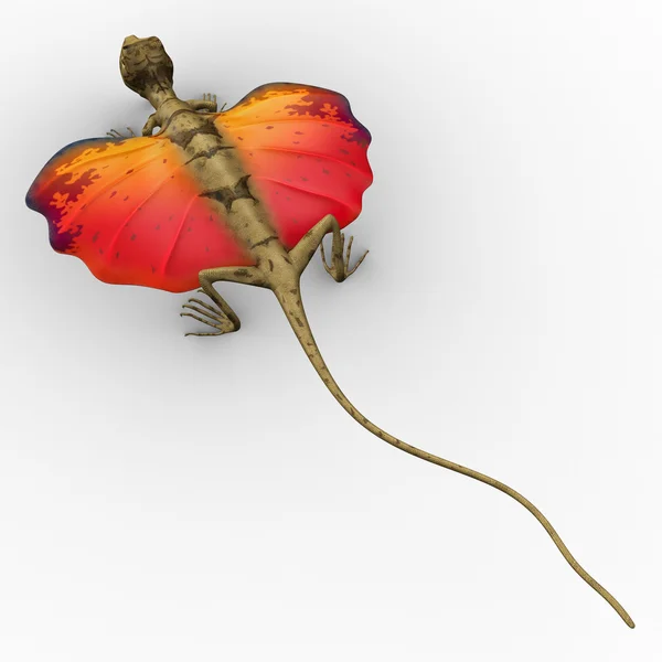 1,455 Flying lizard Stock Photos | Free & Royalty-free Flying lizard ...