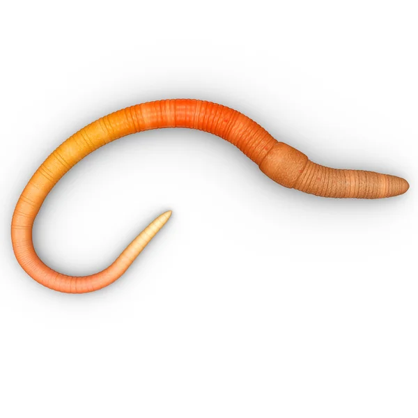 1,104 Earthworm soil Stock Photos, Images | Download Earthworm soil ...