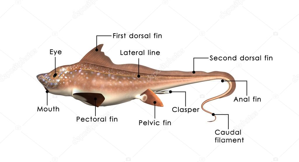 Ratfish Diagram