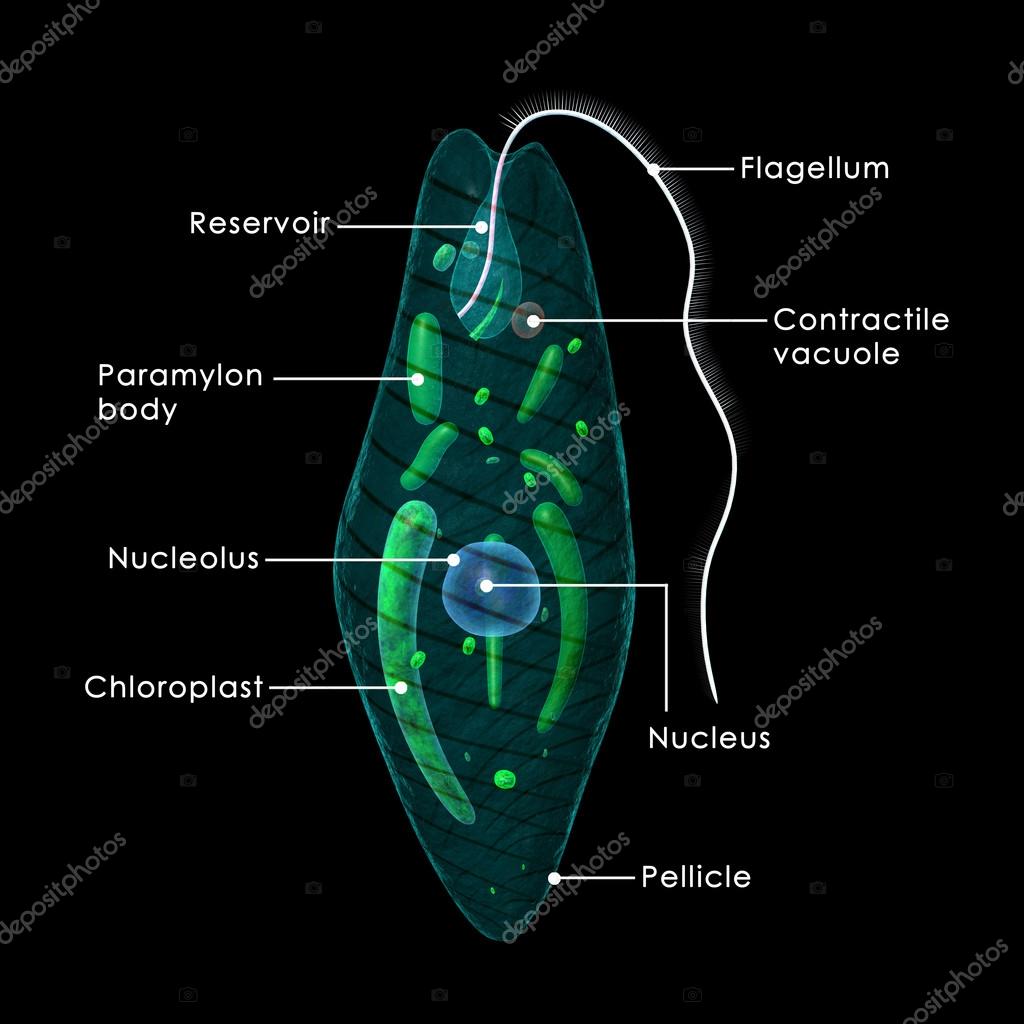 Euglena Diagram