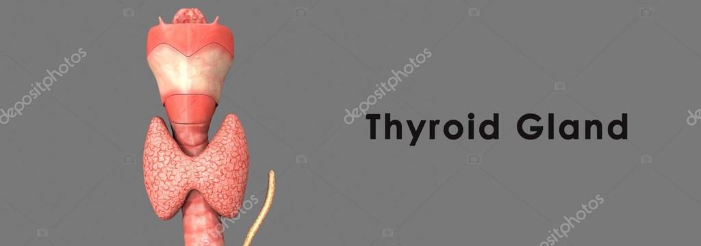 Modelo De Anatomia Da Glandula Tireoide Histologia 2