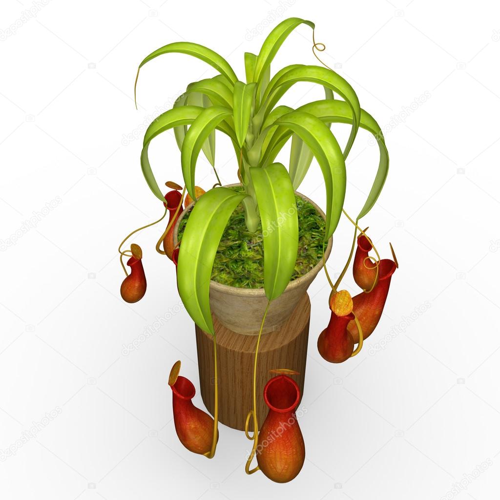 Insectivorous plants in pot — Stock Photo © sciencepics #73309713