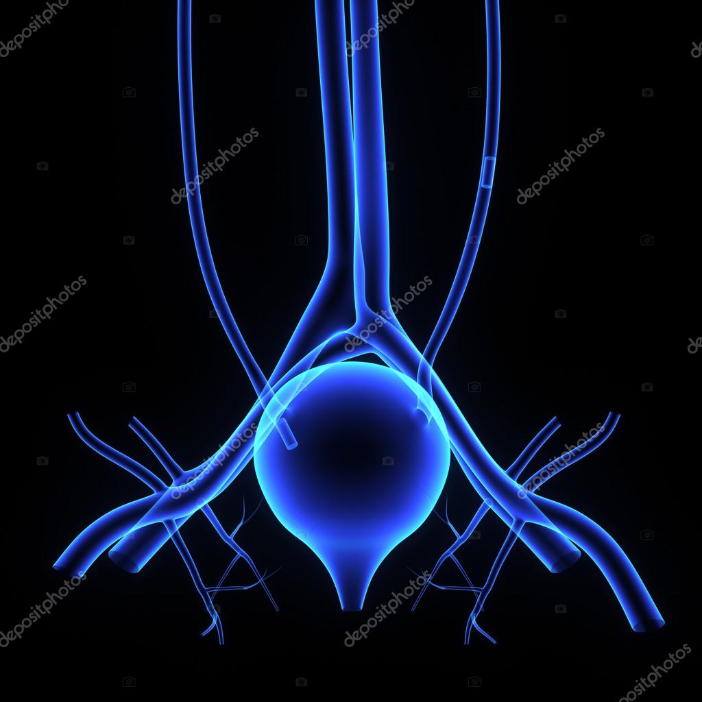 Human Bladder anatomy Stock Photo by ©sciencepics 73311767