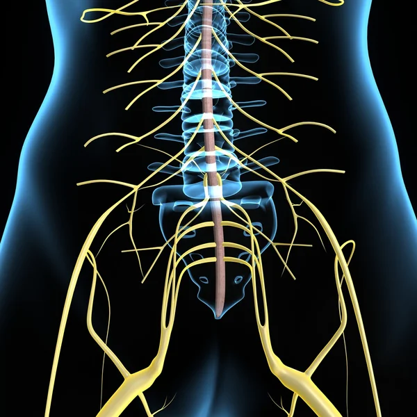 Somatic and Automatic motor reflex, somatic and Automatic nervous ...