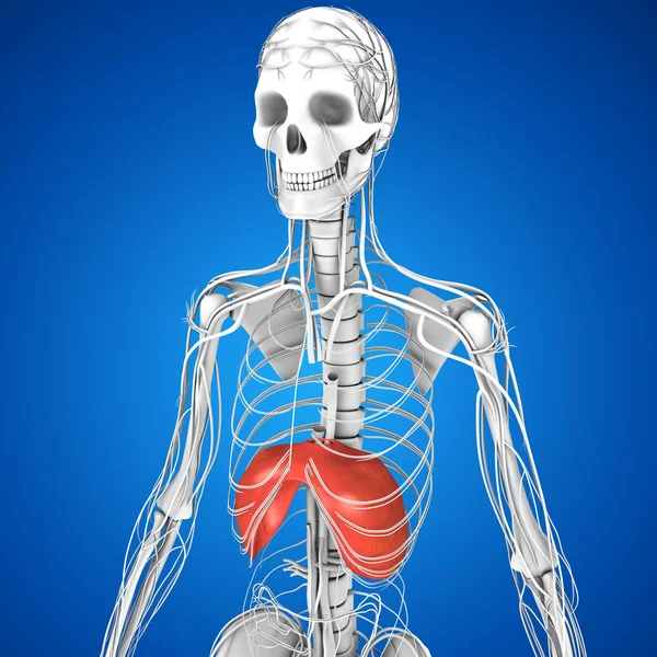 Human Diaphragm anatomy Stock Photo by ©sciencepics 75128577