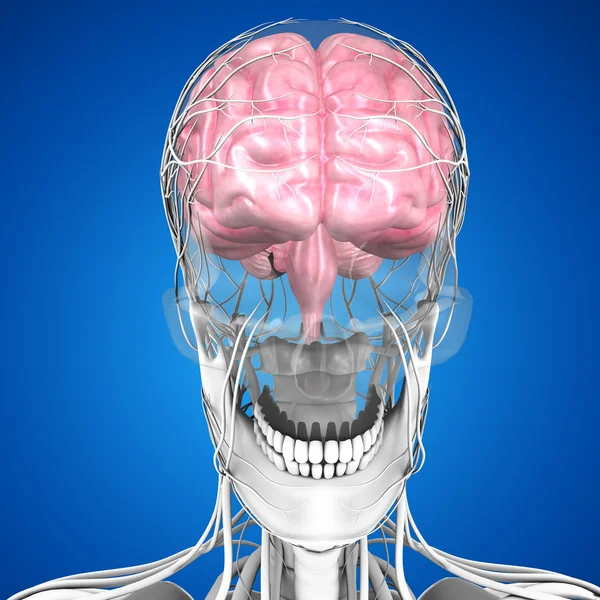 Human Brain anatomy Stock Photo by ©sciencepics 75128505