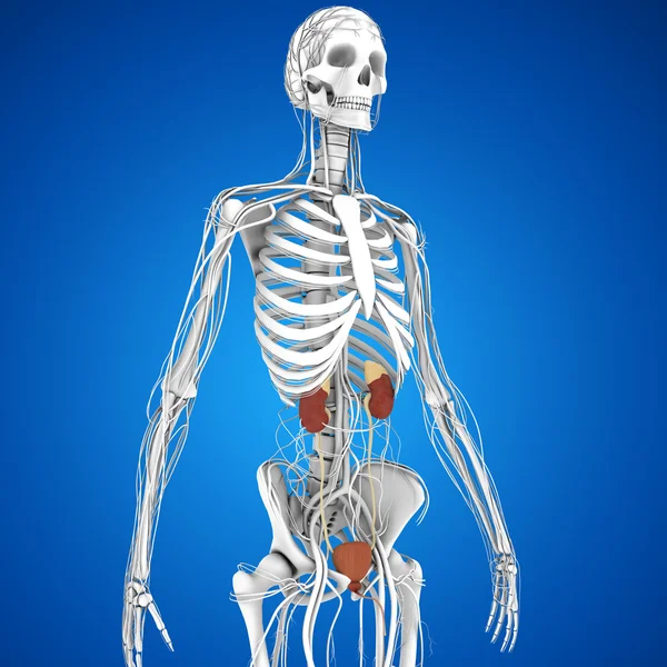 squelette avec les reins — Photographie sciencepics © #50885553