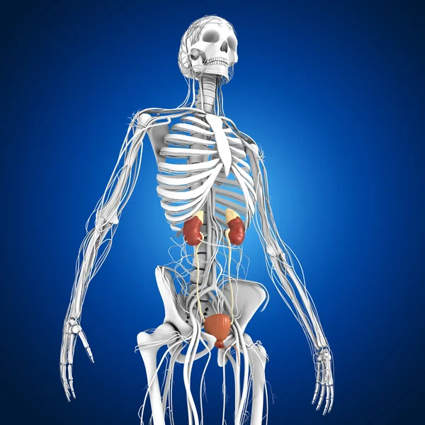 Human Kidneys Anatomy Stock Photo by ©sciencepics 75128669