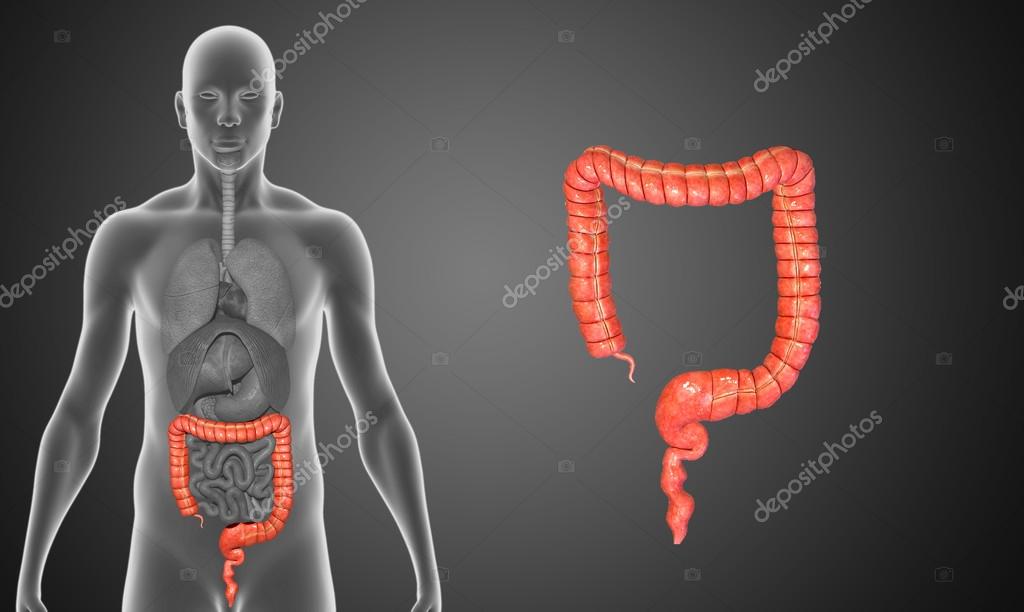 Large intestine anatomy Stock Photo by ©sciencepics 75125535