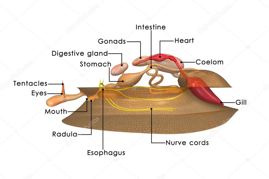 Mollusca Diagram