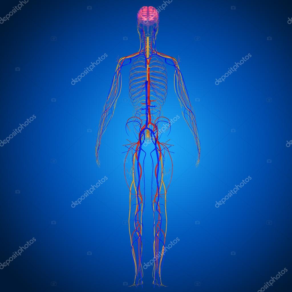 Circulatory system anatomy — Stock Photo © sciencepics #75126283