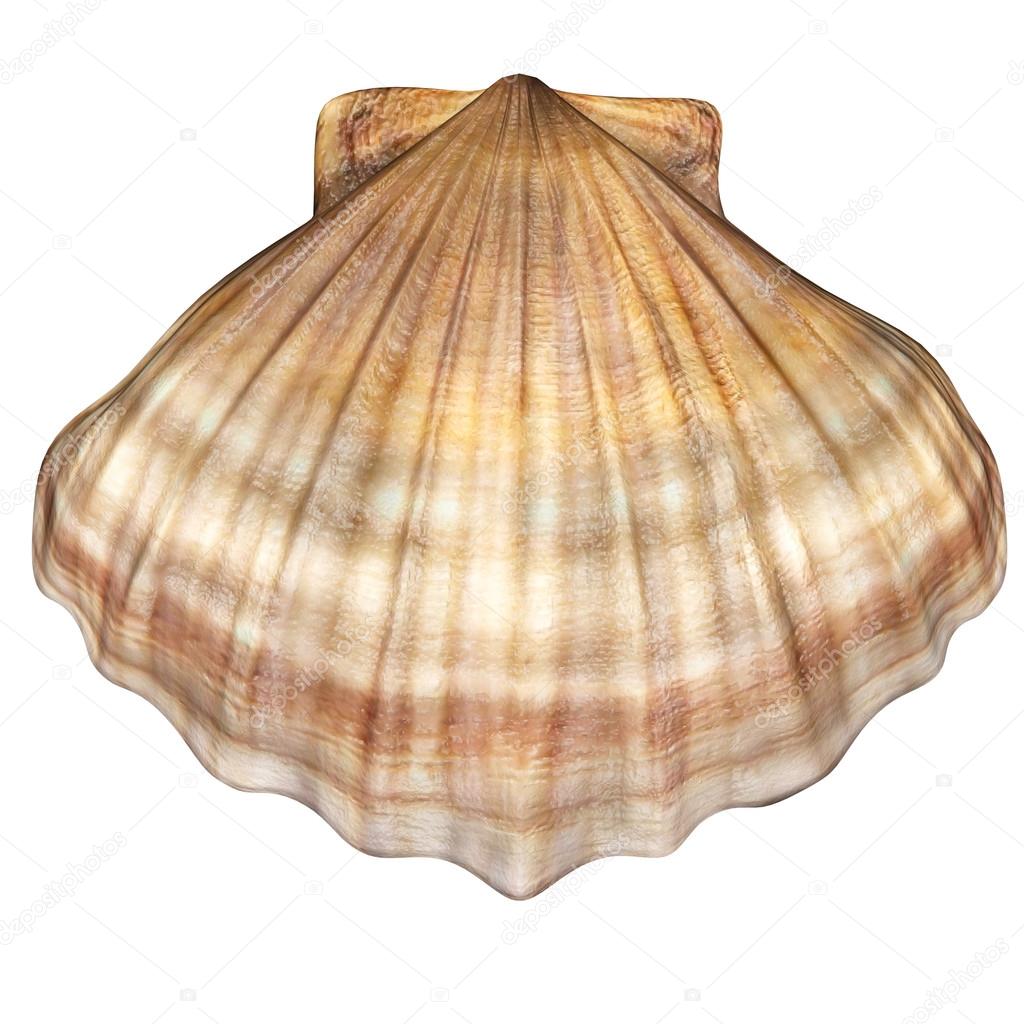 Contorno De Concha De Ostra La Isla Del Tesoro