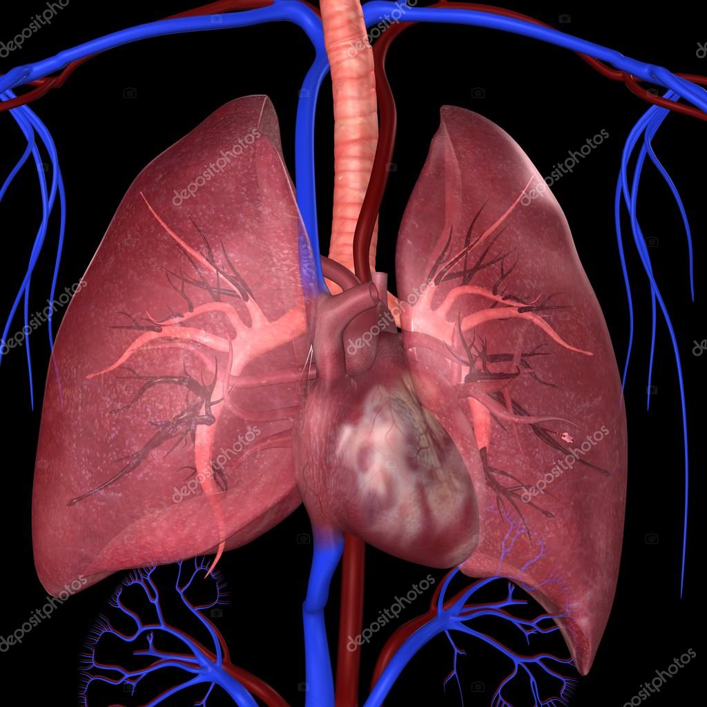 Anatomia dos pulmões humanos — Foto © sciencepics #75126977