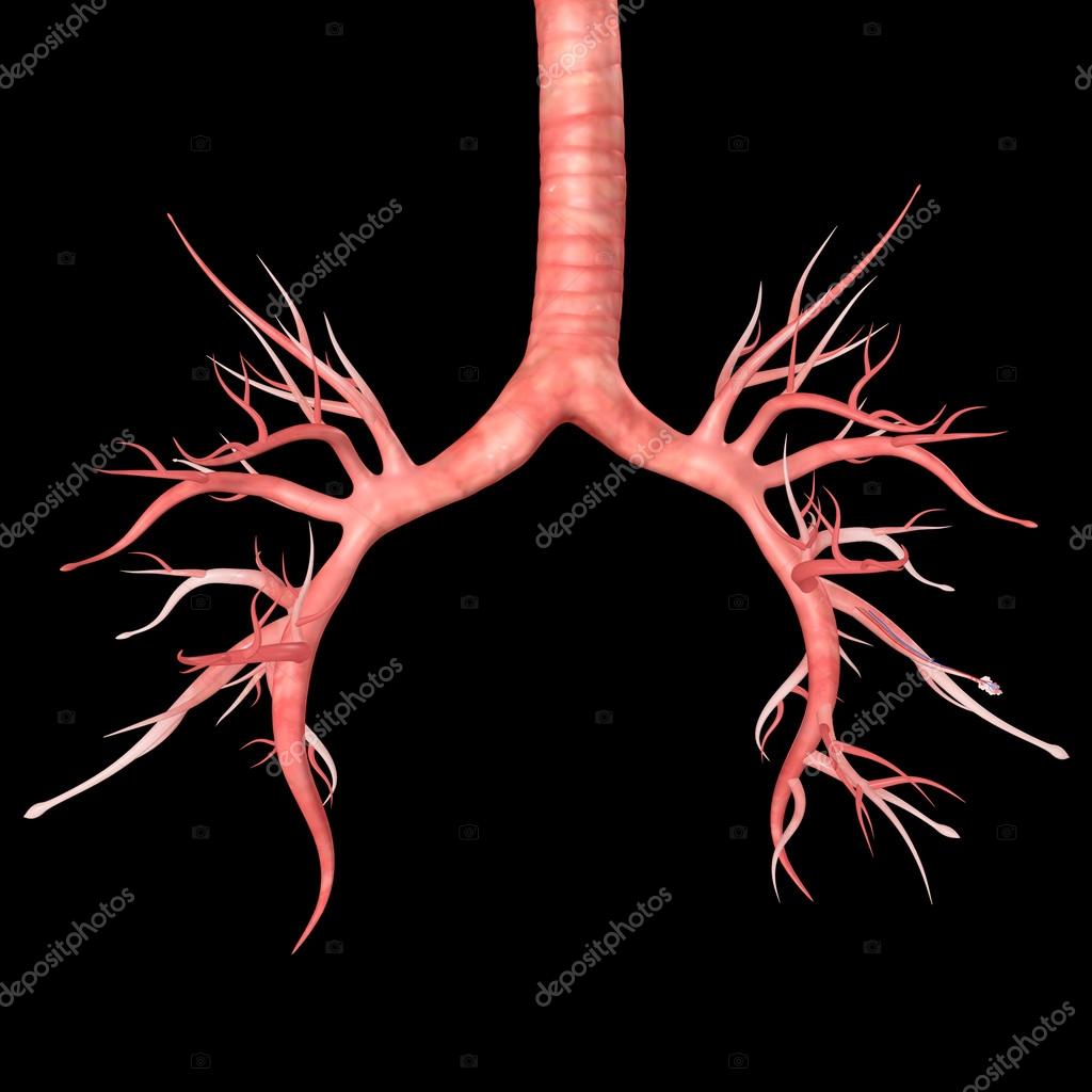 Anatomia Da Traqueia Humana Traqueia E Brônquios Ilustração Do