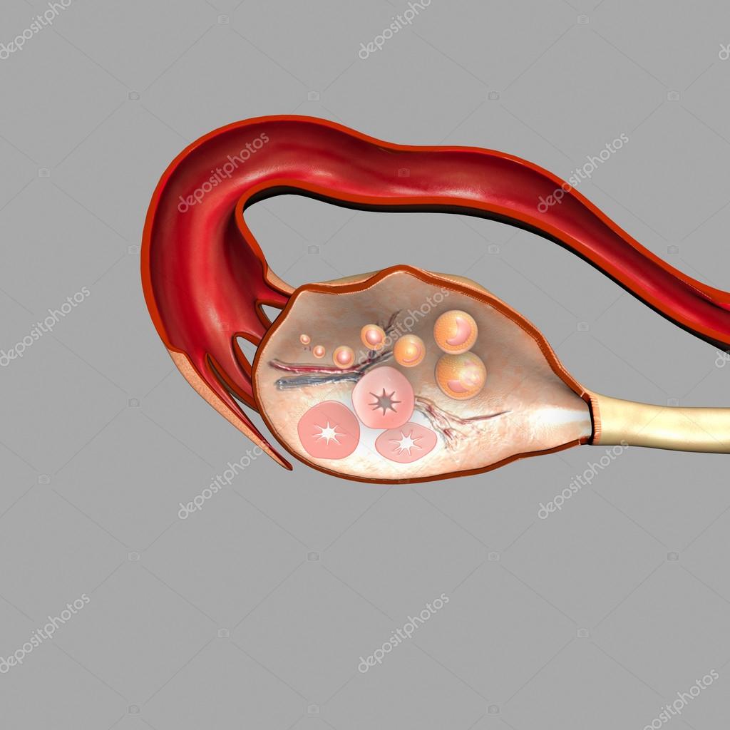 Human ovary anatomy Stock Illustration by ©sciencepics #75127055