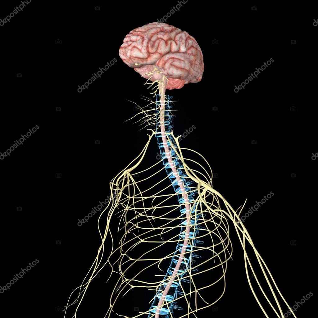 Sistema Nervioso Anatomia