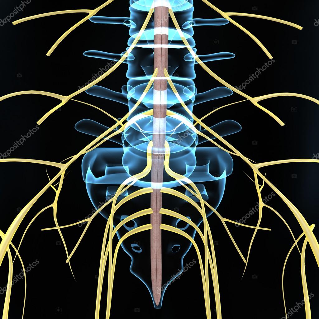 Human Nervous system anatomy Stock Photo by ©sciencepics 75127159
