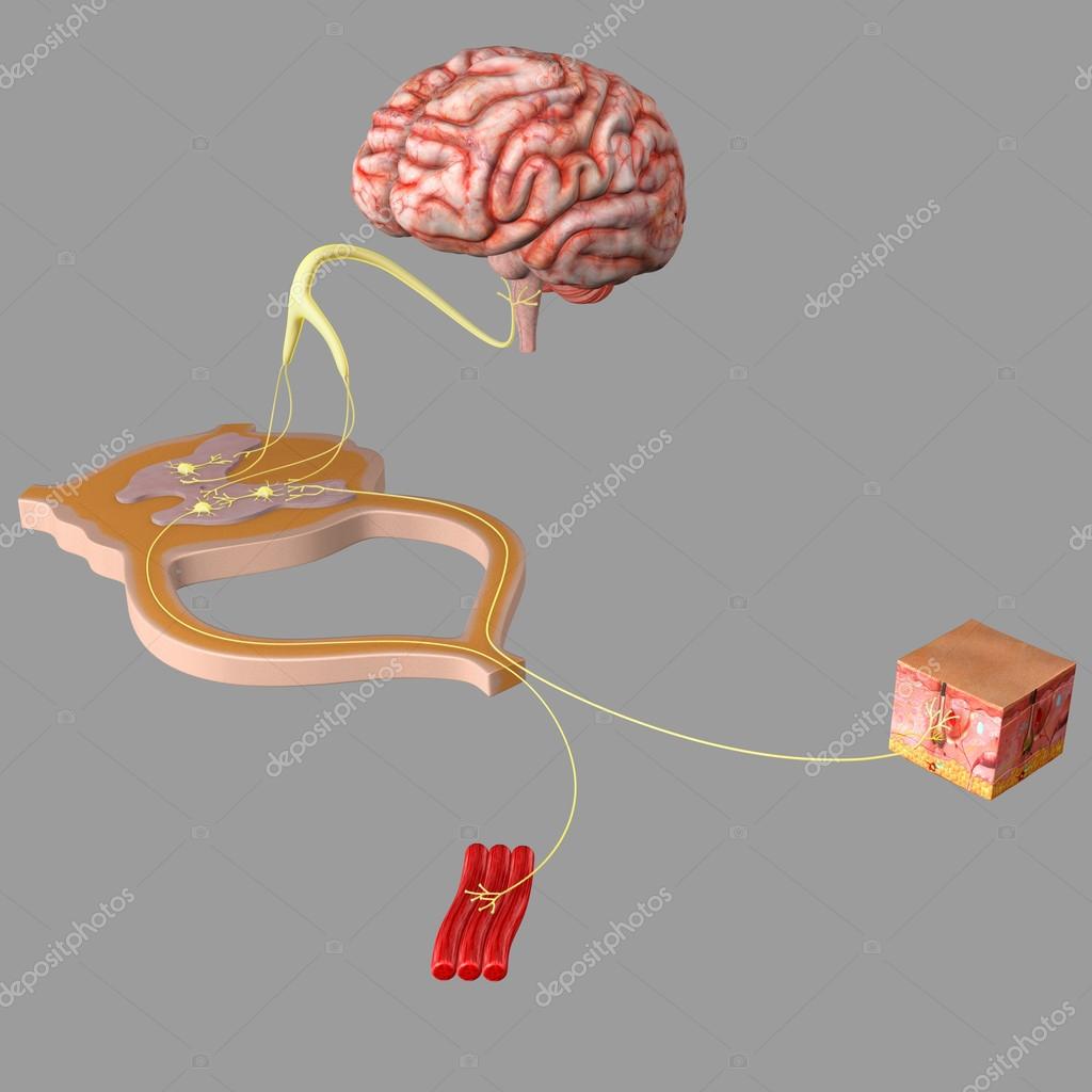 Nervous system functionality — Stock Photo © sciencepics #75127211
