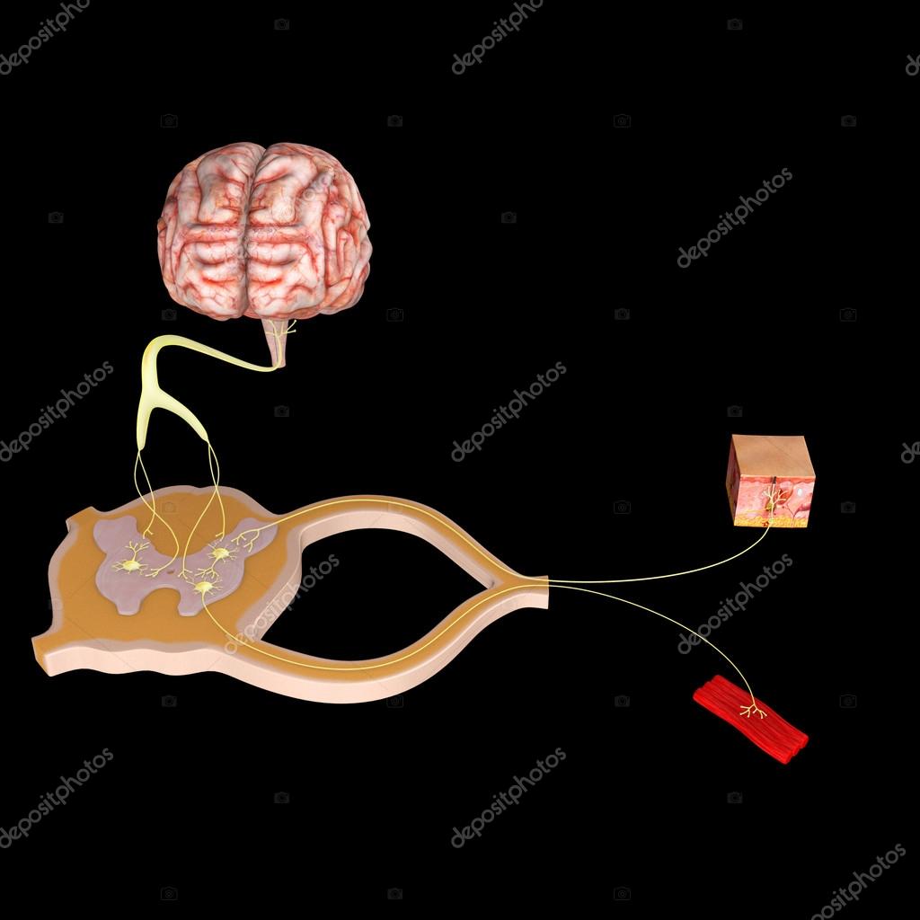 Nervous system functionality Stock Illustration by ©sciencepics #75127221