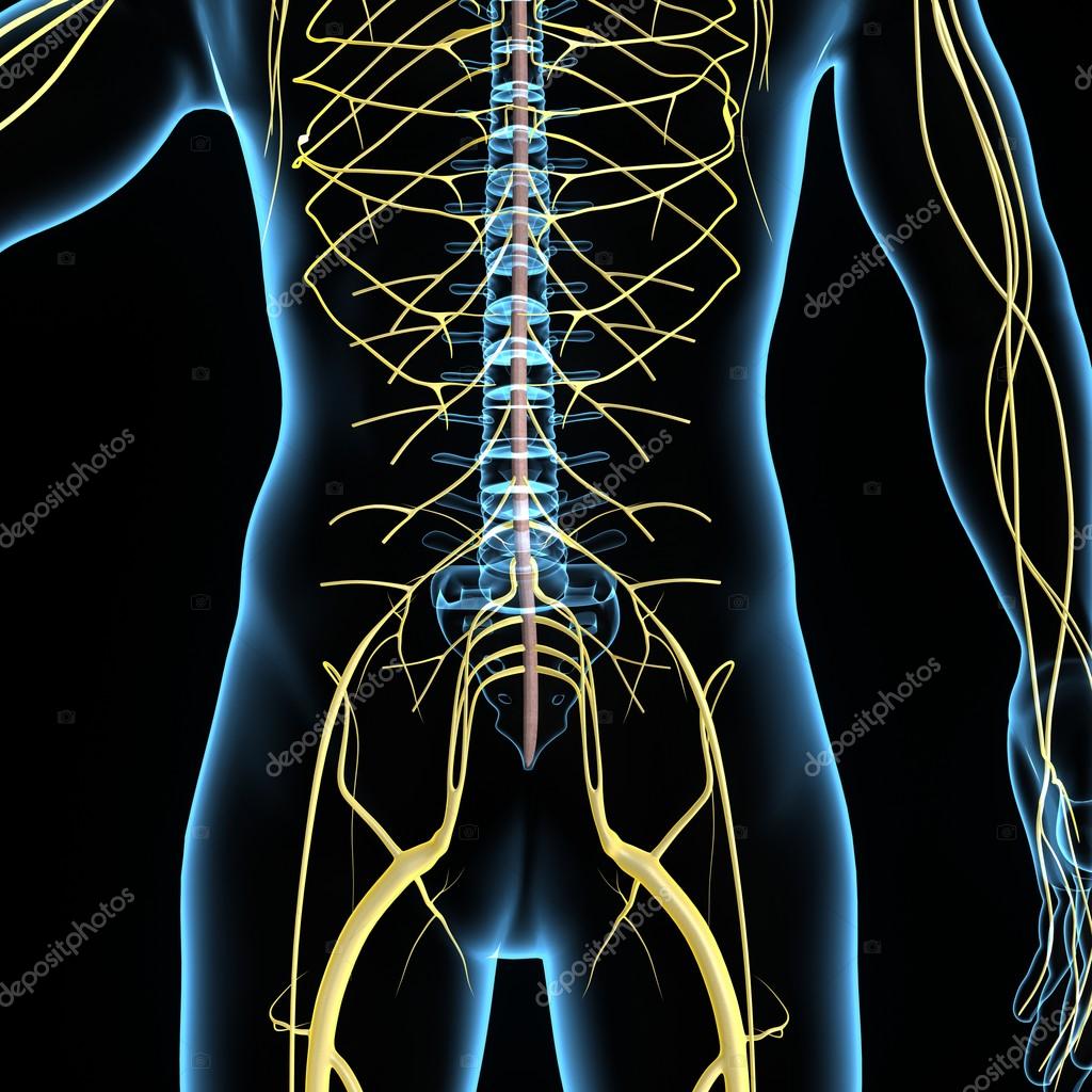 Humano Anatomía del sistema nervioso — Foto de stock #75127267 © sciencepics