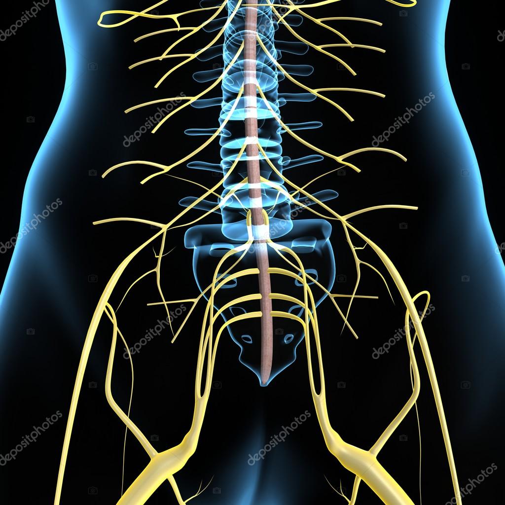 Human Nervous system anatomy — Stock Photo © sciencepics #75127271