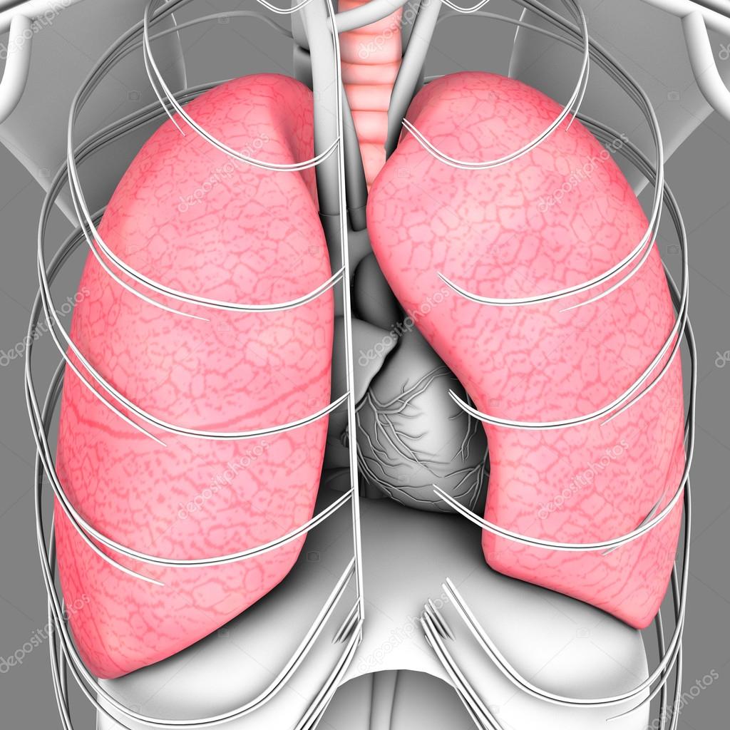 Human Lungs anatomy — Stock Photo © sciencepics #75127403
