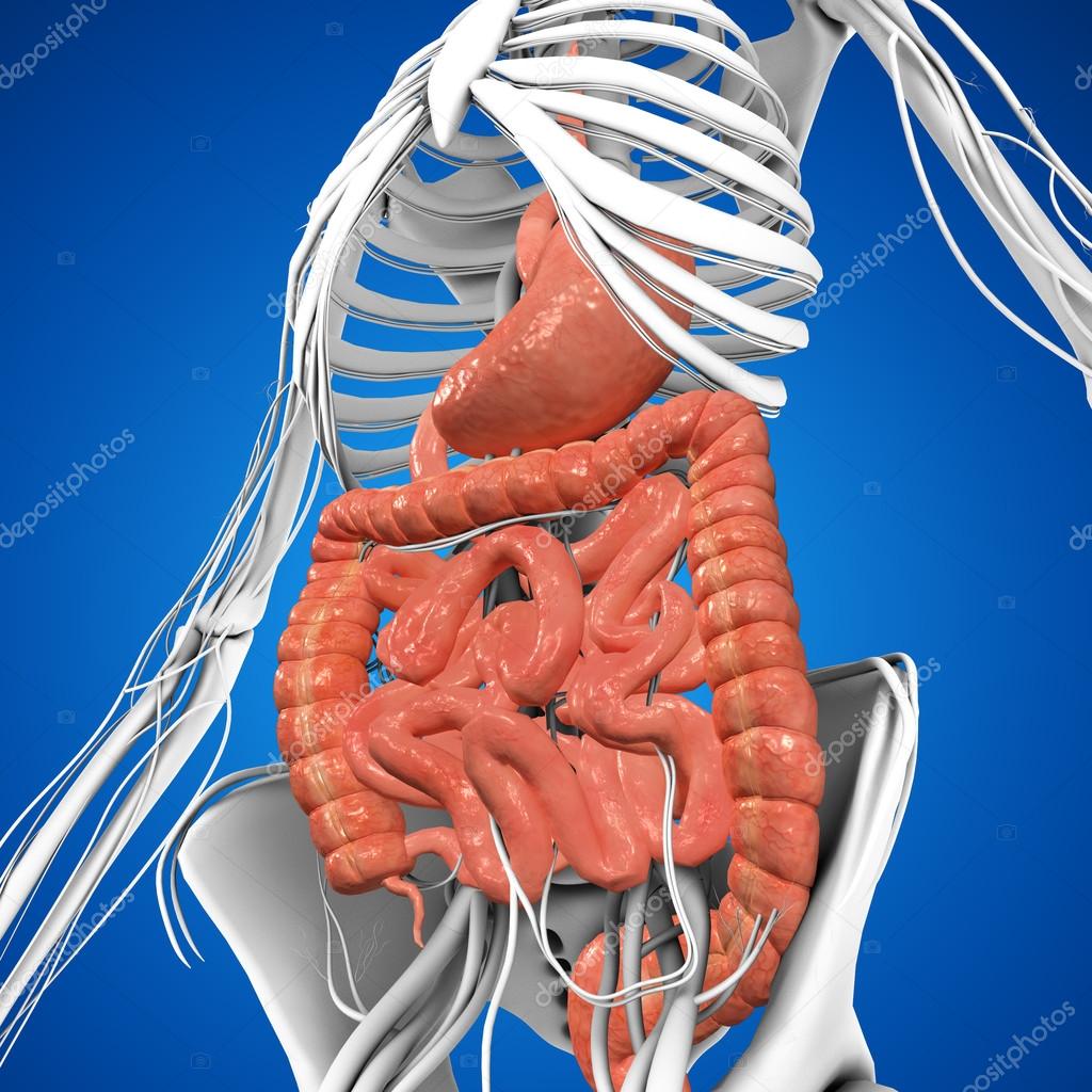 Human Digestive system Stock Photo by ©sciencepics 75127995