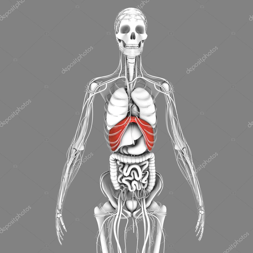 Menselijk middenrif anatomie ⬇ Stockfoto, rechtenvrije foto door ...