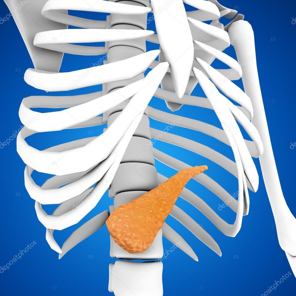 Human Pancreas anatomy Stock Photo by ©sciencepics 75128659