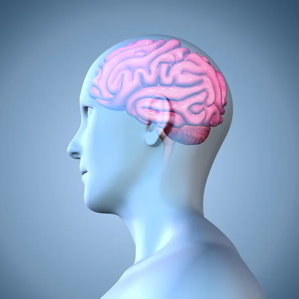 Brain side profile | Human brain as a side view — Stock Photo ...