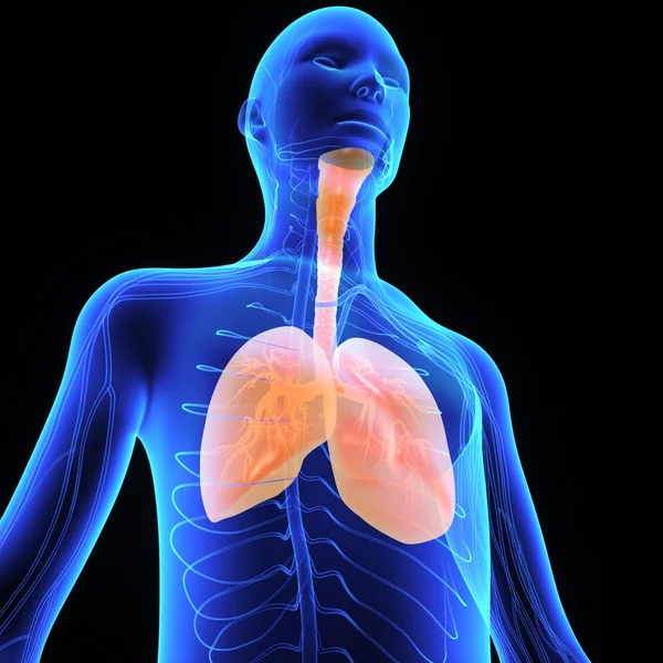 Anatomy of airways Stock Photos, Royalty Free Anatomy of airways Images ...