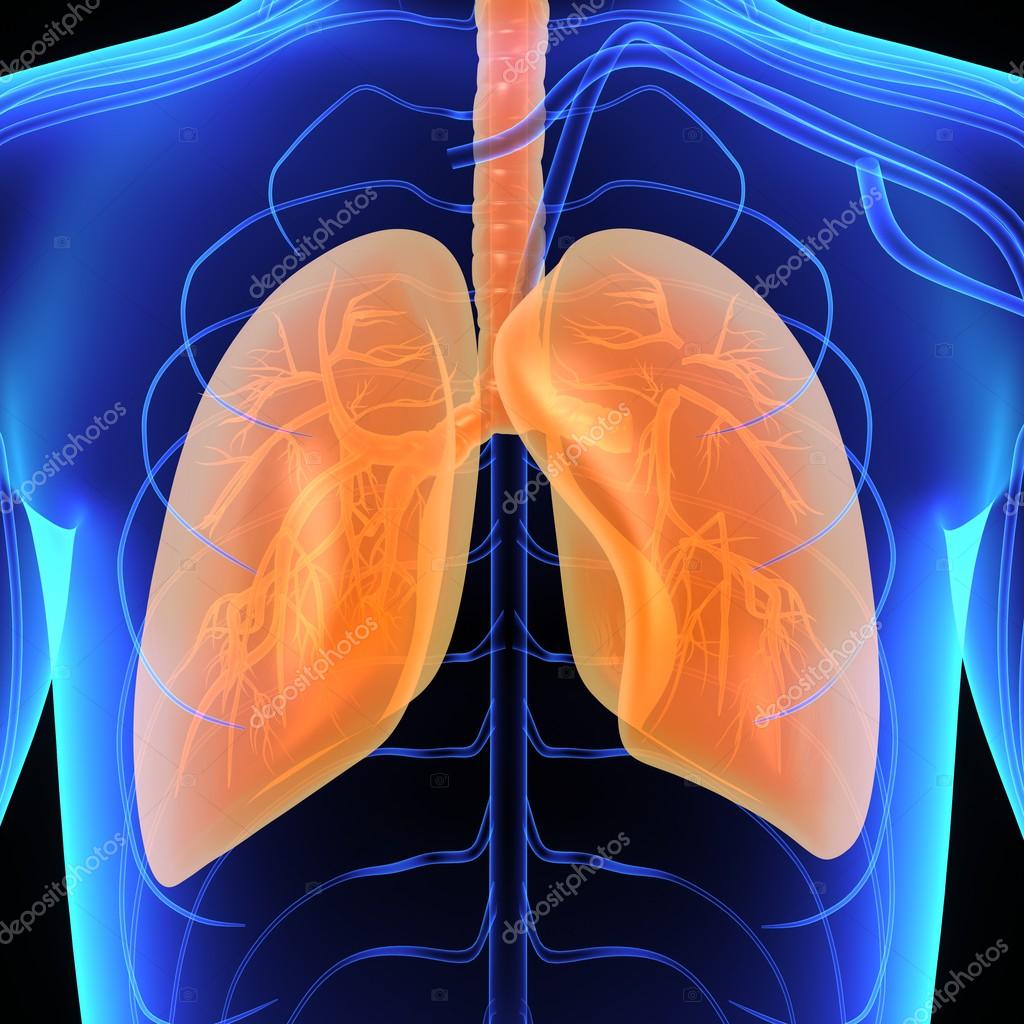 Pulmones humanos, anatomía humana 2023